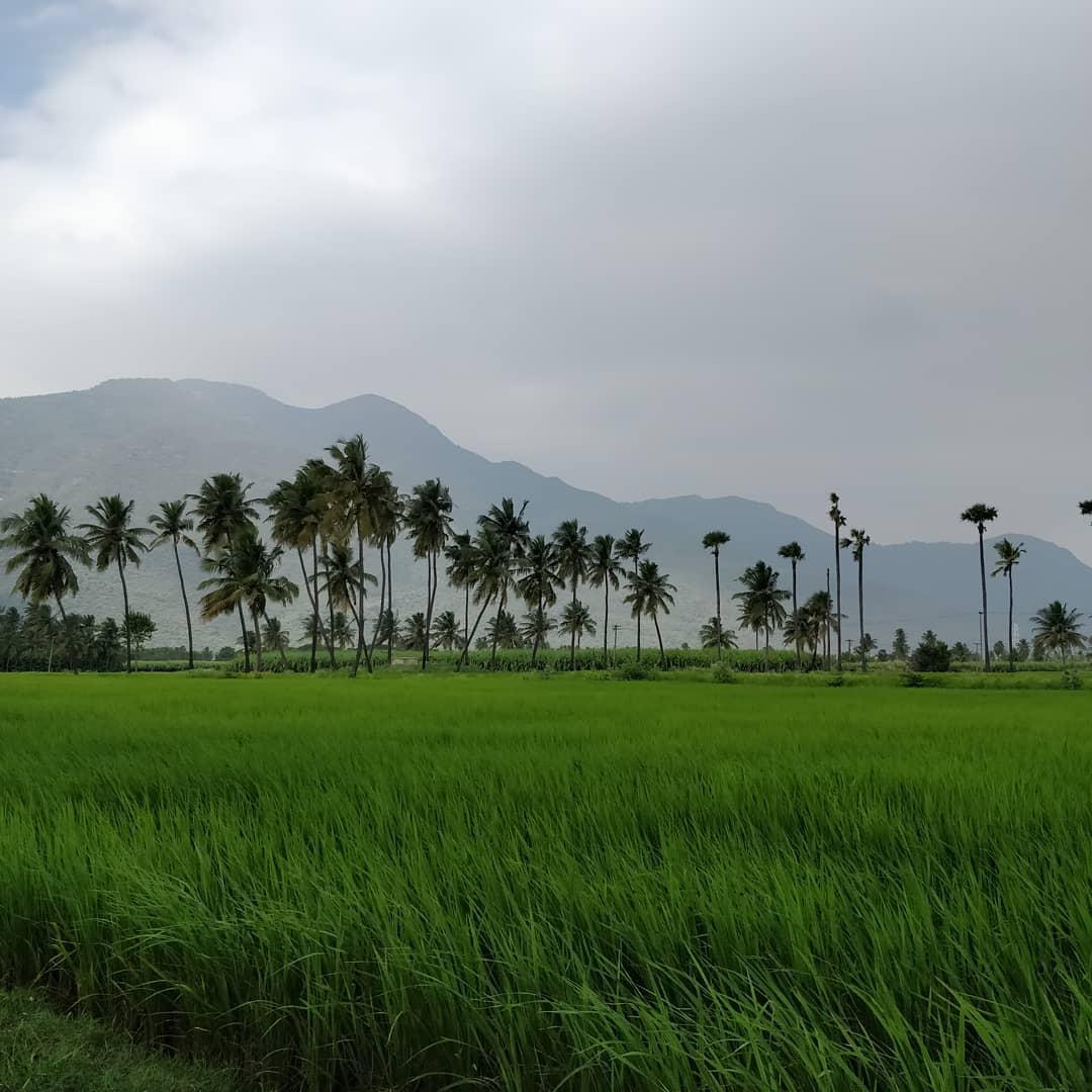 Poolampatti, Poolampatti Lake, Tree House - Full Information